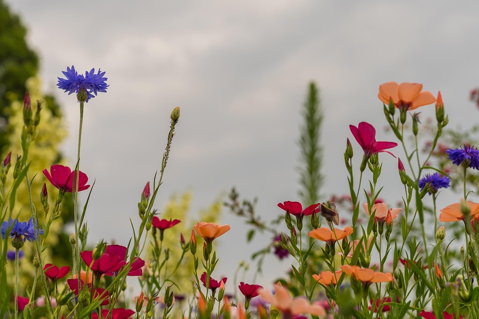 Letn L ka Kvety Pozadia Tapety Na Fotografia Zdarma Na Pixabay Letn L ka Kvety Pozadia Tapety Na Fotografia Zdarma Na Pixabay