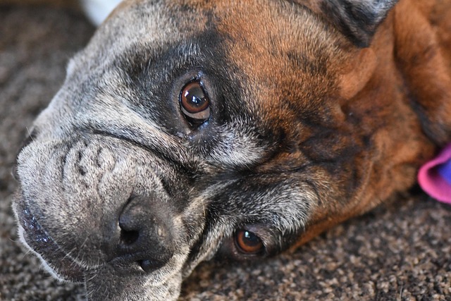 Winston Dog - Free photo on Pixabay - Pixabay