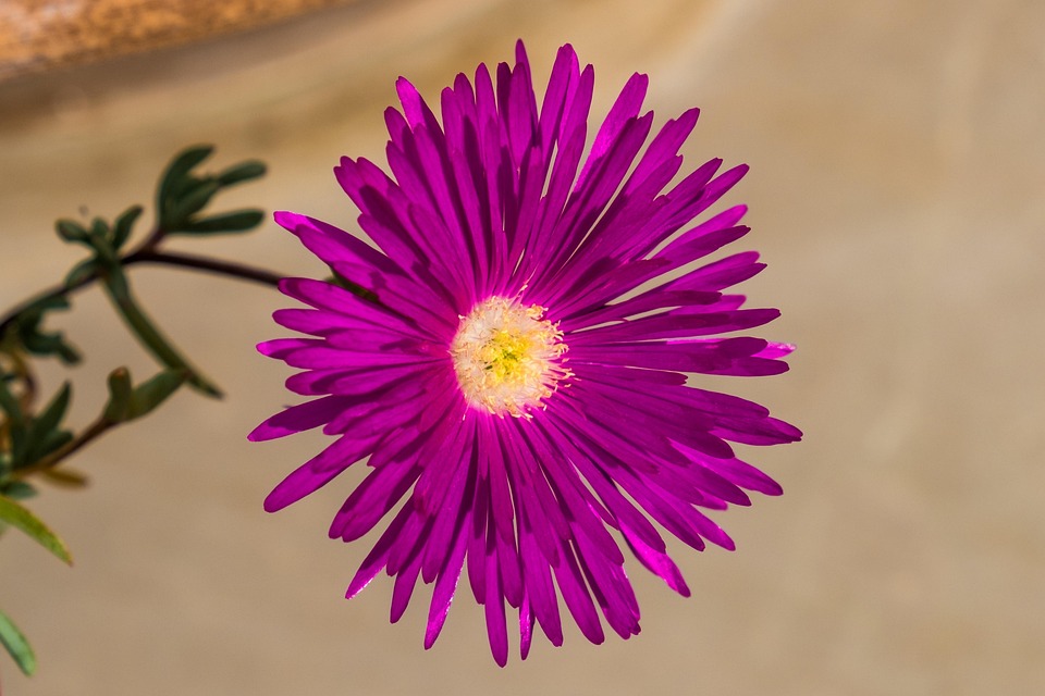 Flower Colour Flowers Free Photo On Pixabay Pixabay