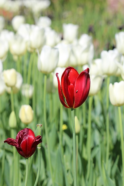 Tulipe Blanche Rose - Photo gratuite sur Pixabay - Pixabay