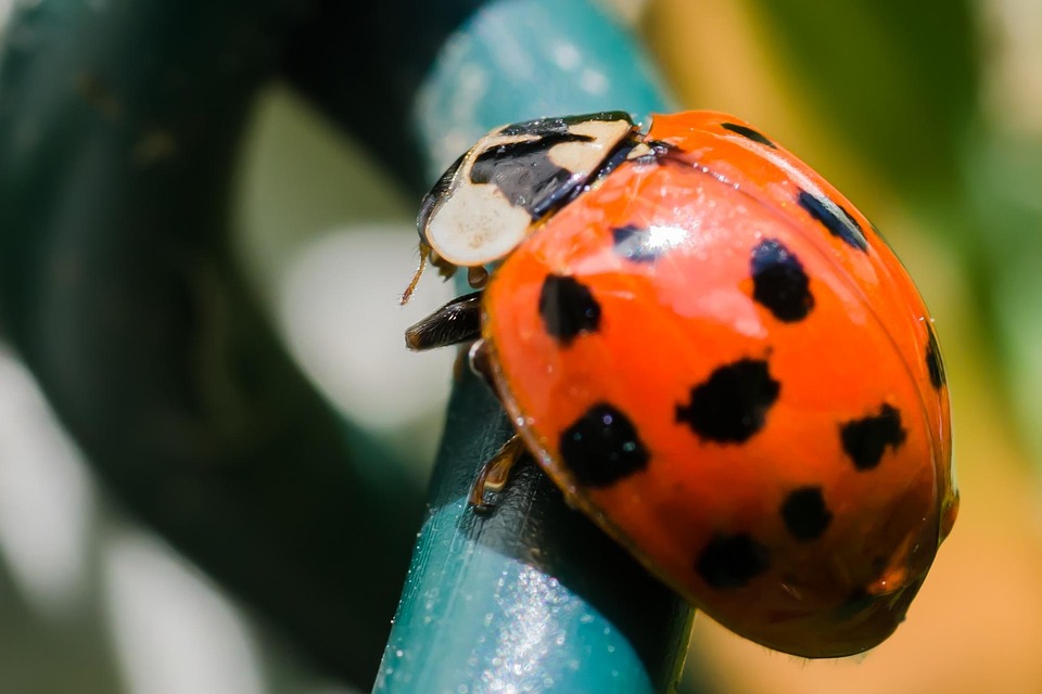 Lady Bird - Free photo on Pixabay - Pixabay