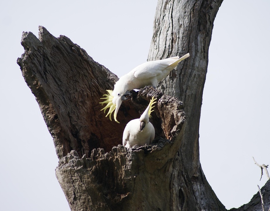 Cockatoo Parrot Native Australian - Free photo on Pixabay - Pixabay