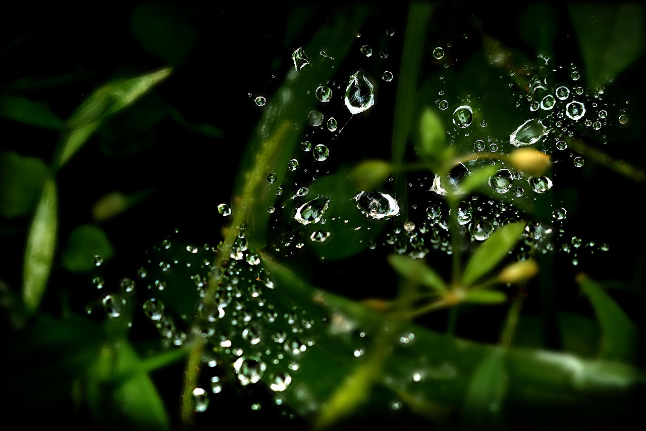 Water Drop Nature - Free photo on Pixabay - Pixabay