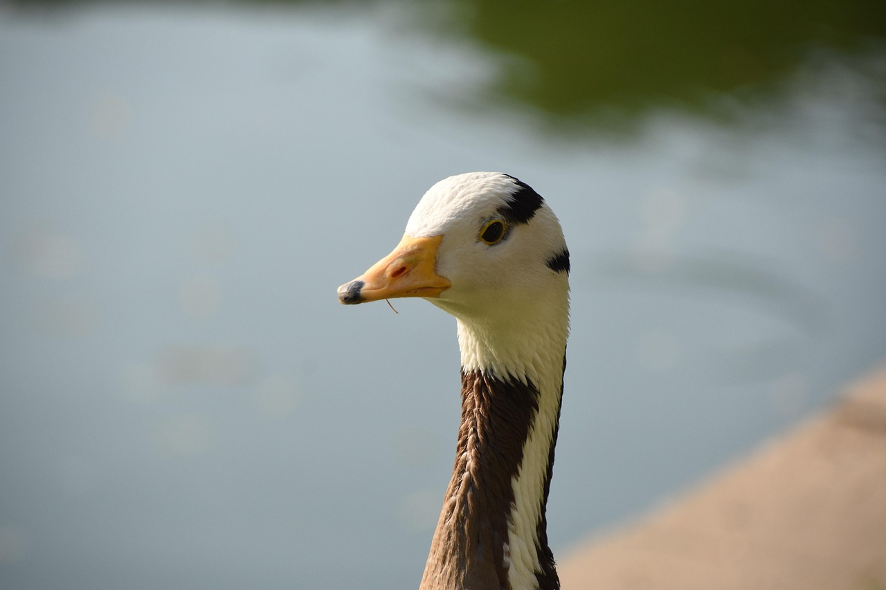 Tier Wasservögel Gans - Kostenloses Foto auf Pixabay - Pixabay