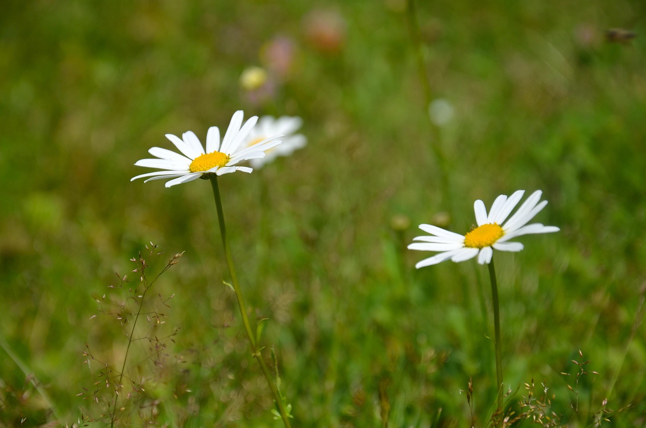 Flower Daisies Meadow - Free photo on Pixabay - Pixabay