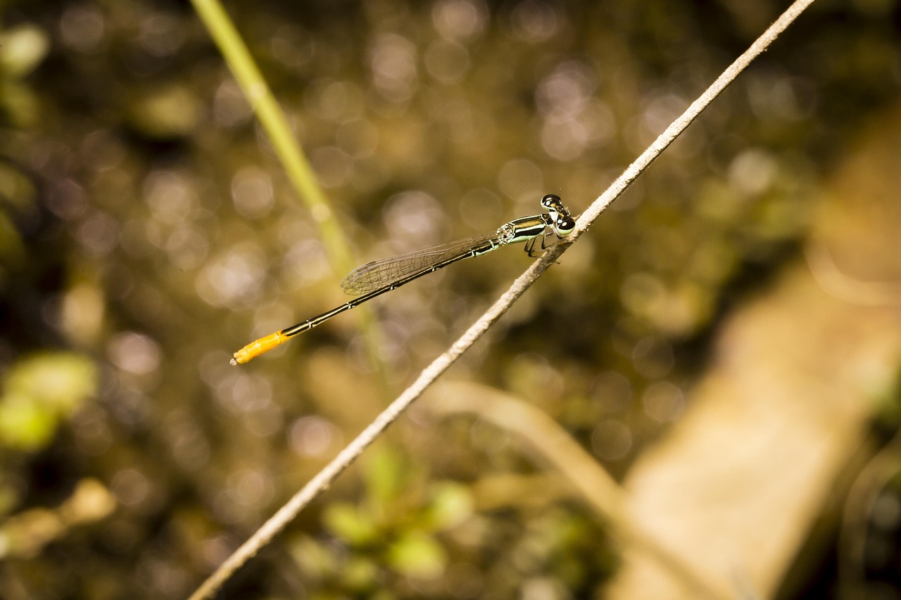 Libellule La Nature Viêt Nam - Photo gratuite sur Pixabay - Pixabay
