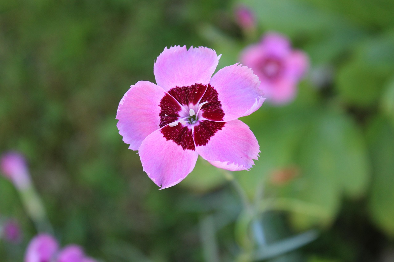 Bunga Taman - Foto gratis di Pixabay - Pixabay