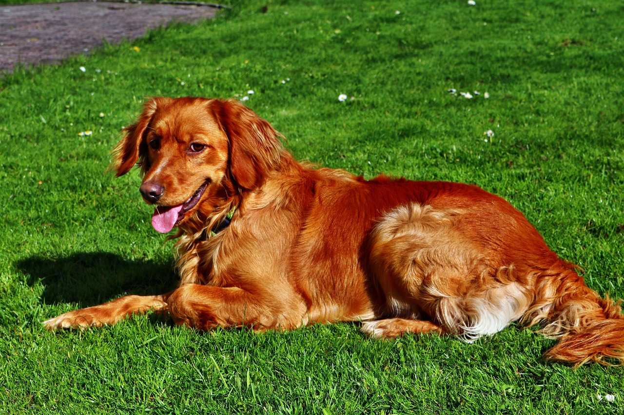 60+ Free Gold Dog & Dog Photos - Pixabay