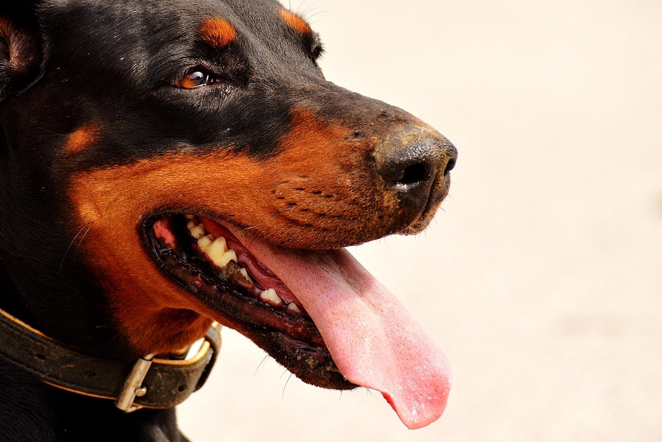 Doberman Dog Wildlife - Free photo on Pixabay