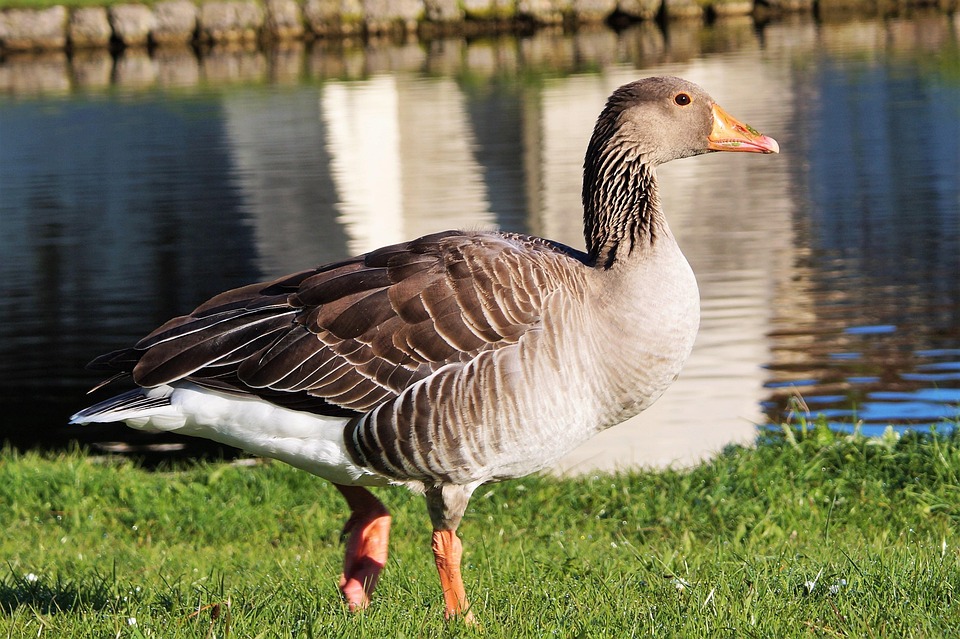 Gans Wild Goose Watervogel - Gratis foto op Pixabay - Pixabay