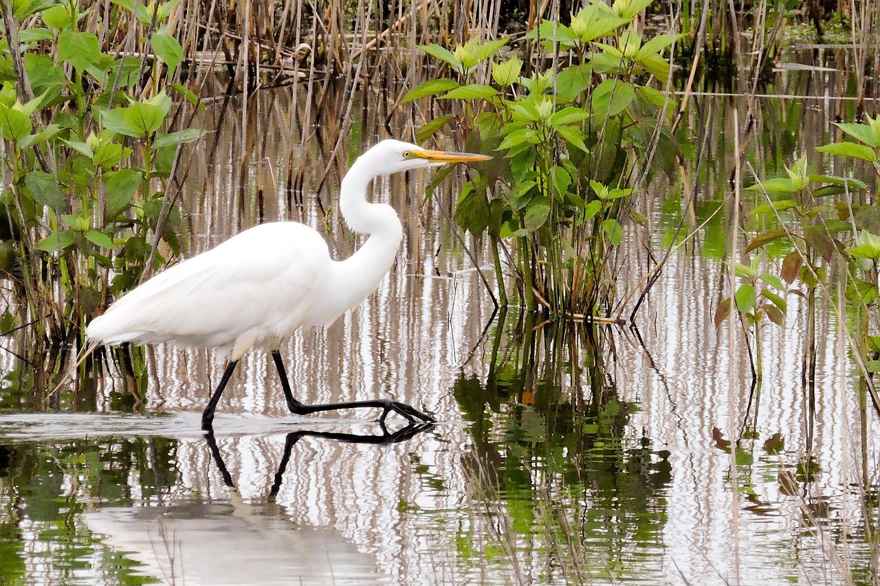Egret Wildlife Bird - Free photo on Pixabay