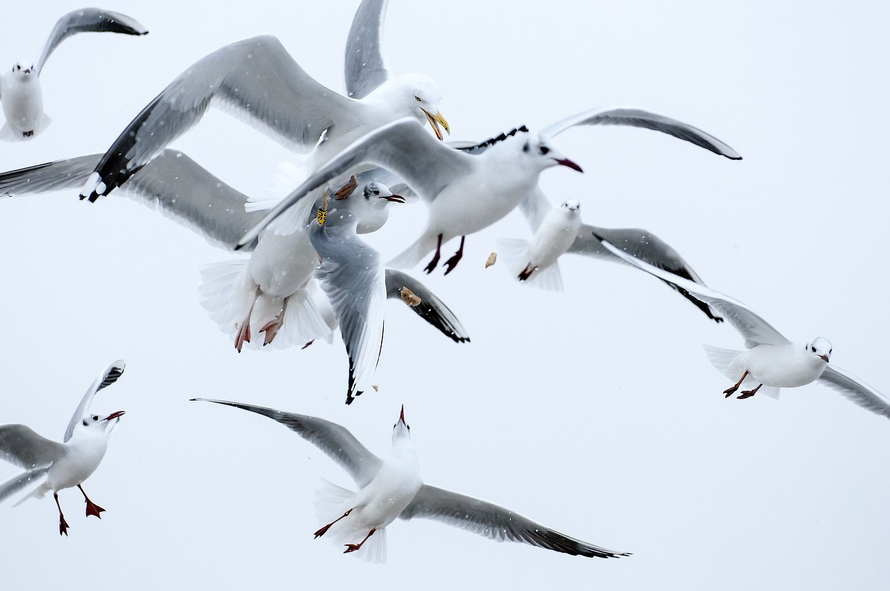Oiseaux Mouette Ailes - Photo gratuite sur Pixabay - Pixabay