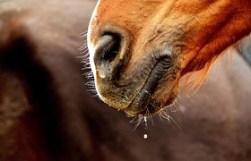 Nostril Horse Nostrils Snout - Free photo on Pixabay
