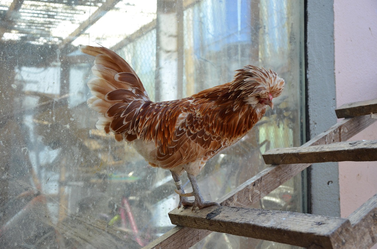 Poulet Brun Échelle La - Photo gratuite sur Pixabay - Pixabay