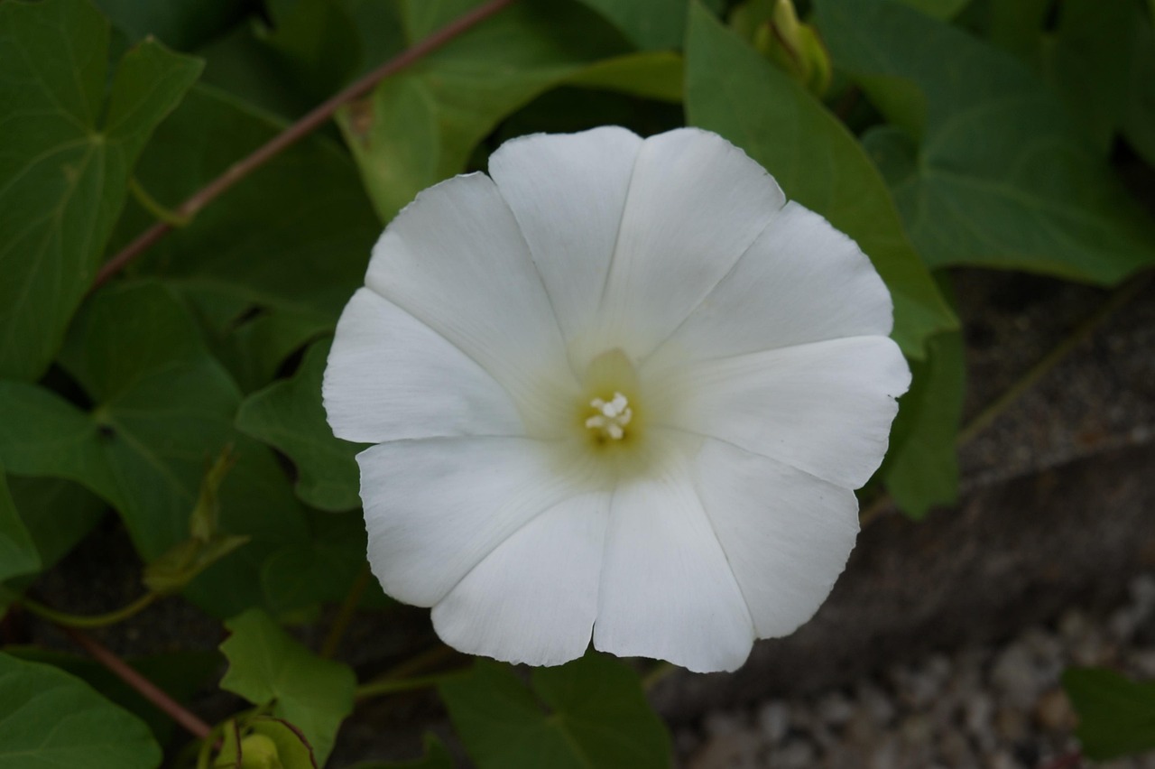 90+ Free Weise Hintergrund & Nature Images - Pixabay