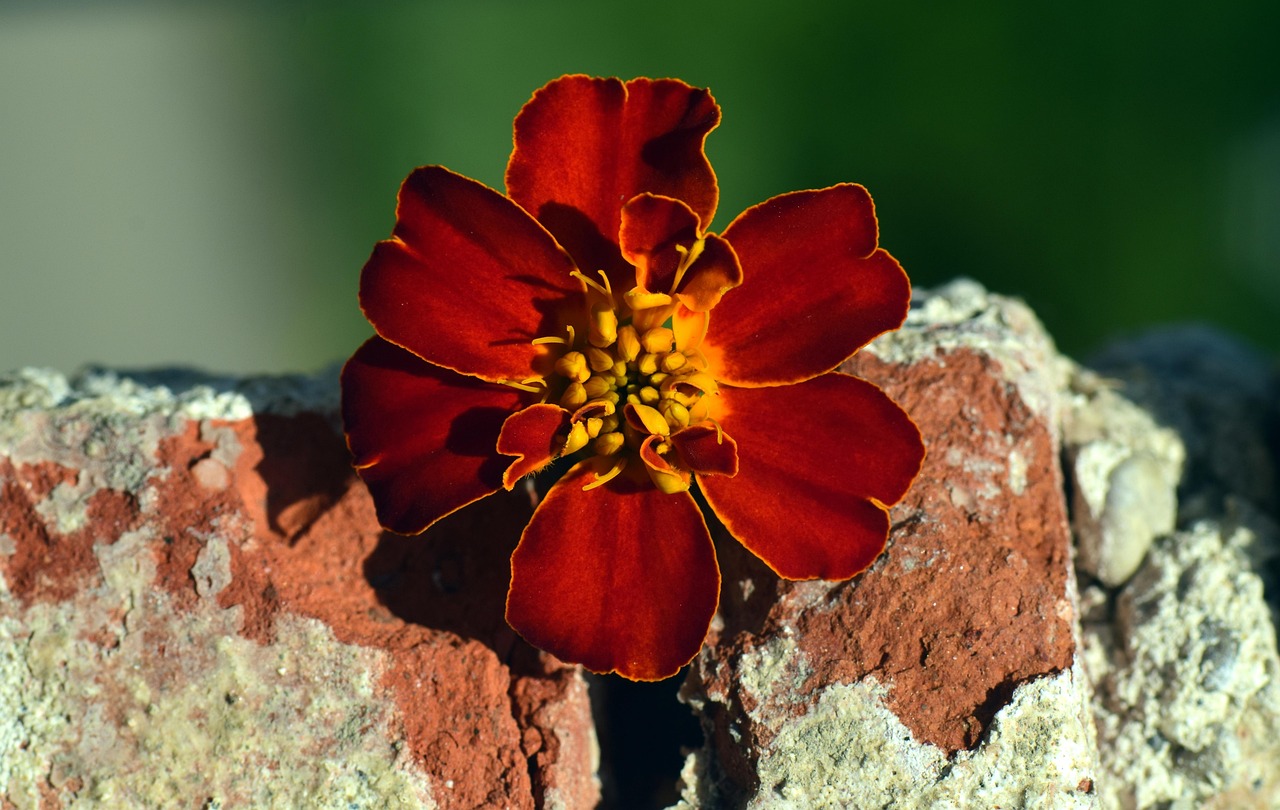 Bunga Siswa Mekar Merah - Foto gratis di Pixabay - Pixabay