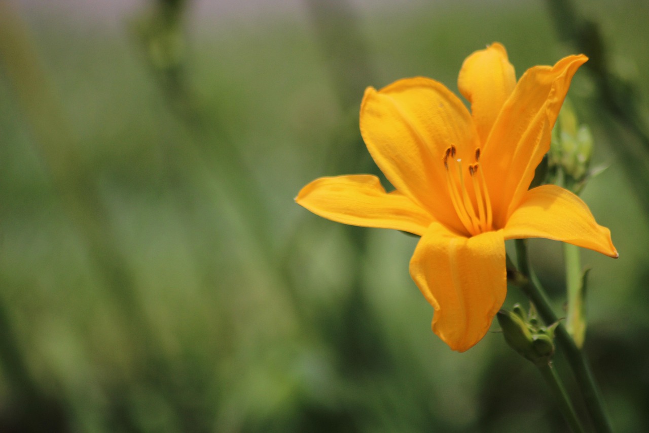Bloemen Detective Verhalen Natuur - Gratis foto op Pixabay - Pixabay