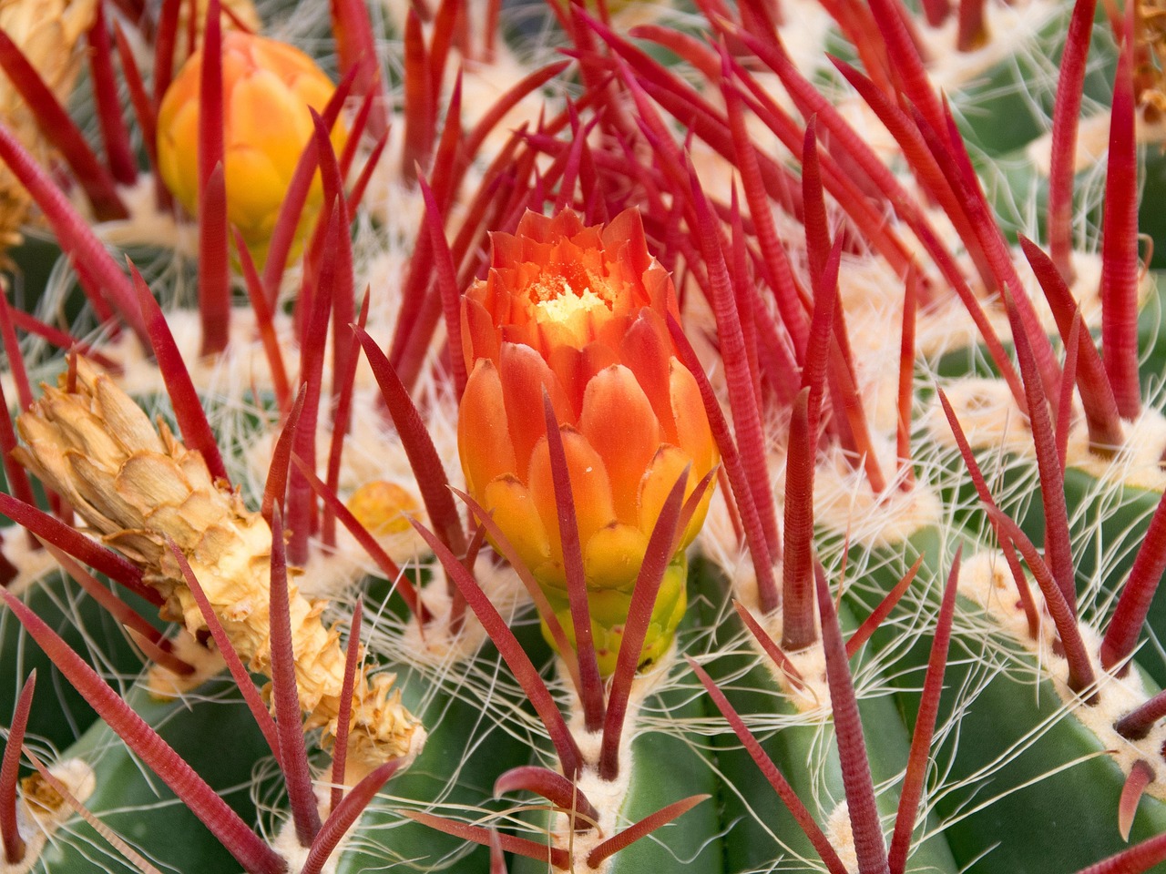 Jardin De Cactus Lanzarote - Foto gratis en Pixabay - Pixabay
