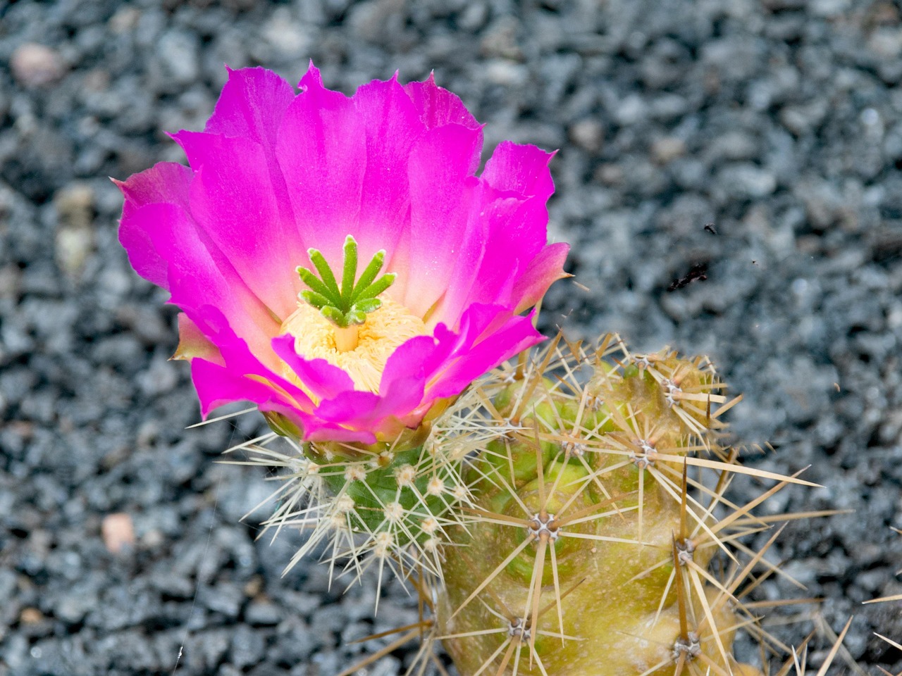 Jardin De Cactus Cacti - Free photo on Pixabay