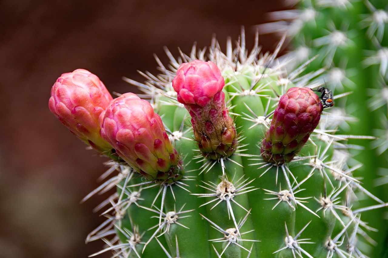 9,000+ Free Matas De Jardin & Brazil Images - Pixabay