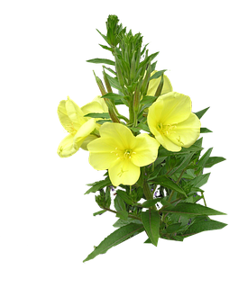90+ Free Evening Primrose & Bloom Images - Pixabay