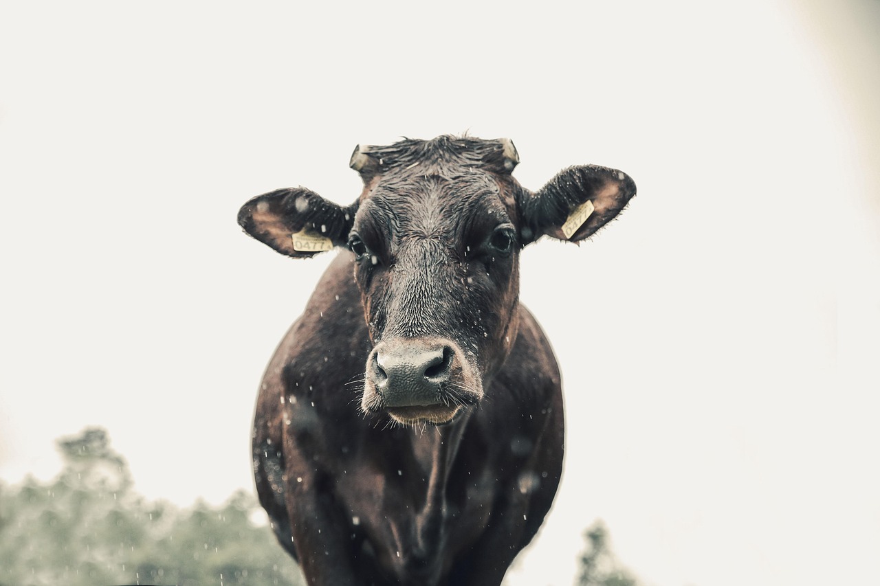 Vache Le Lait Nature - Photo gratuite sur Pixabay - Pixabay