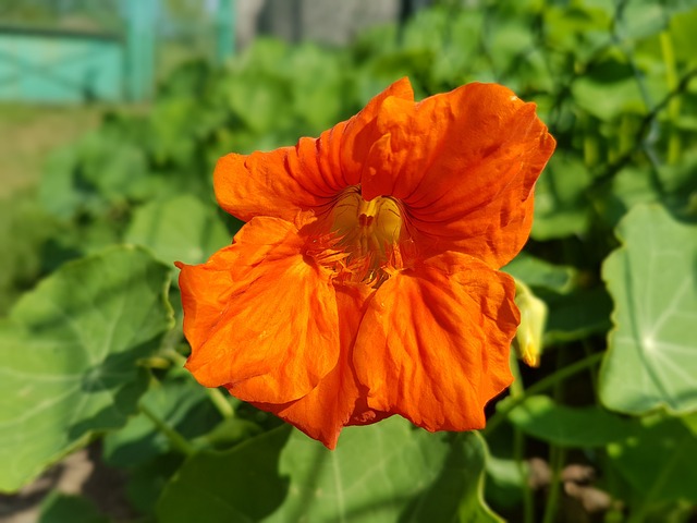 Capucine Fleurs - Photo gratuite sur Pixabay - Pixabay