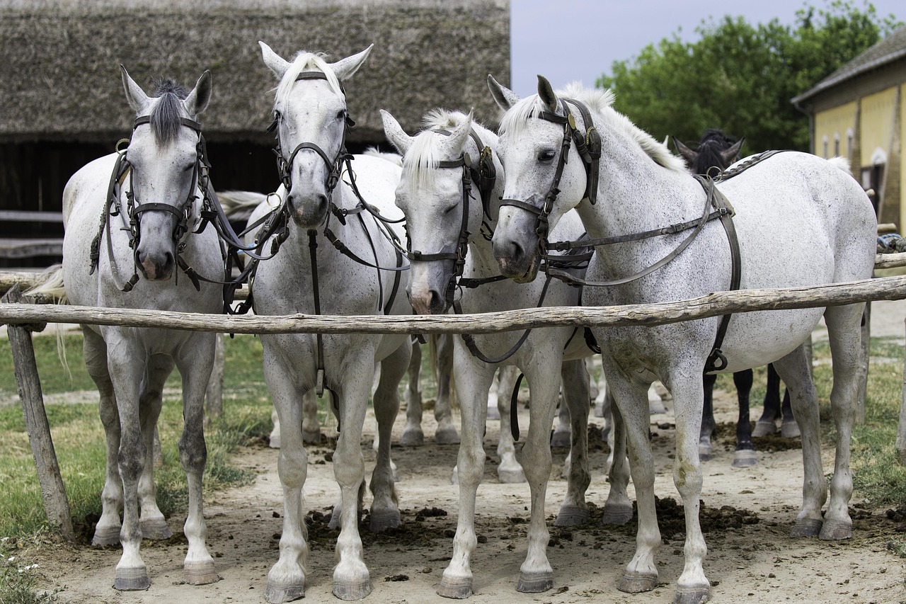 Hungarian Team Of Grey Horses - Free photo on Pixabay - Pixabay