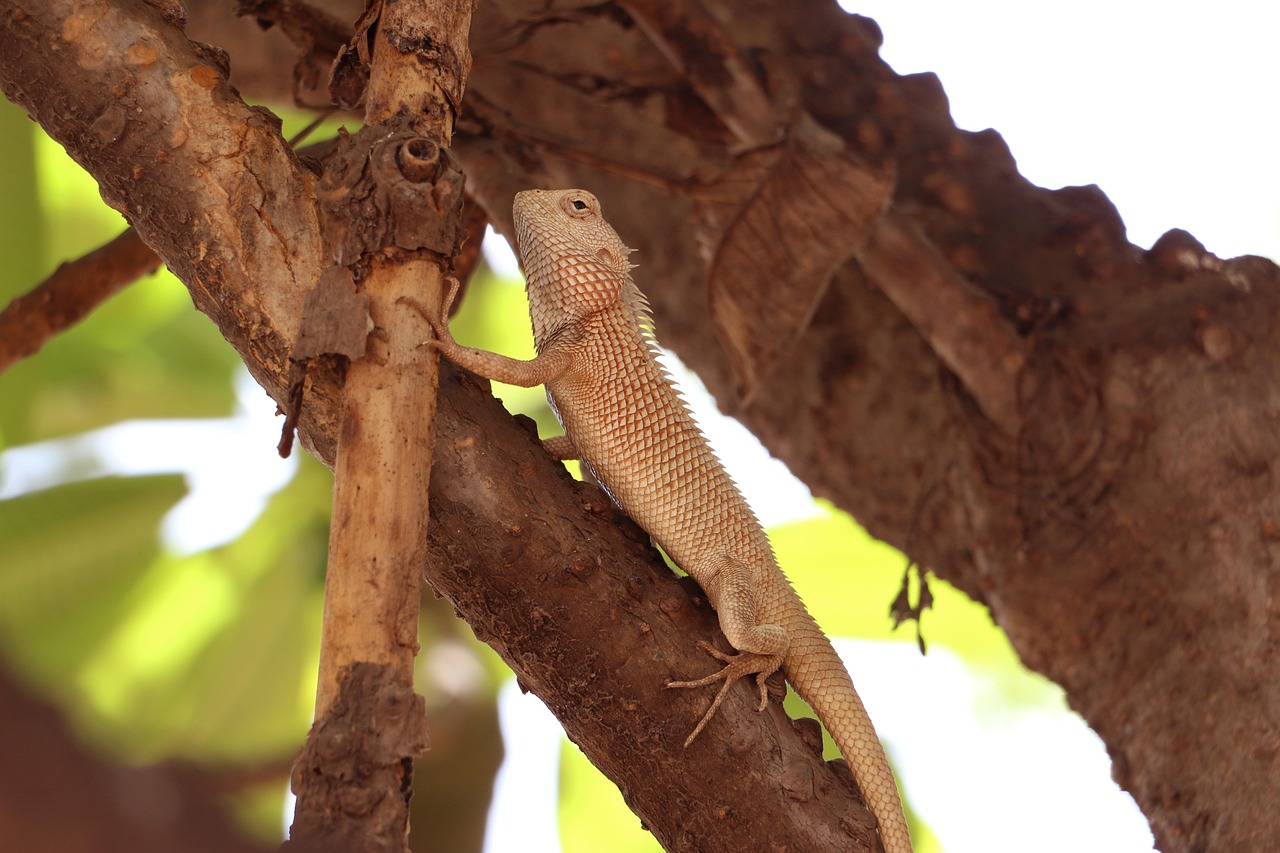 Reptil Animales Naturaleza Fauna - Foto gratis en Pixabay - Pixabay