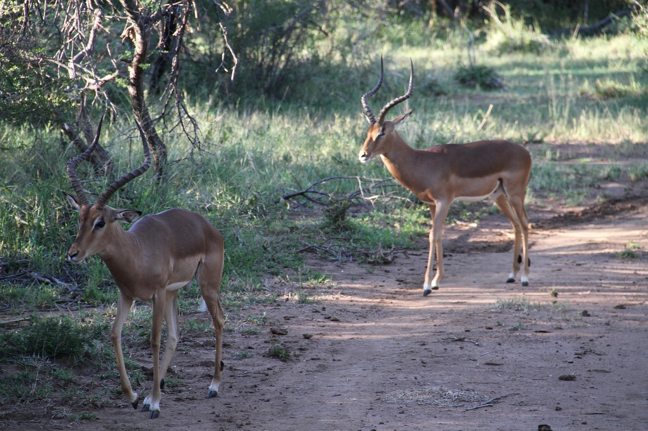 Impala Macho Pilanesberg Safari - Foto gratis en Pixabay - Pixabay