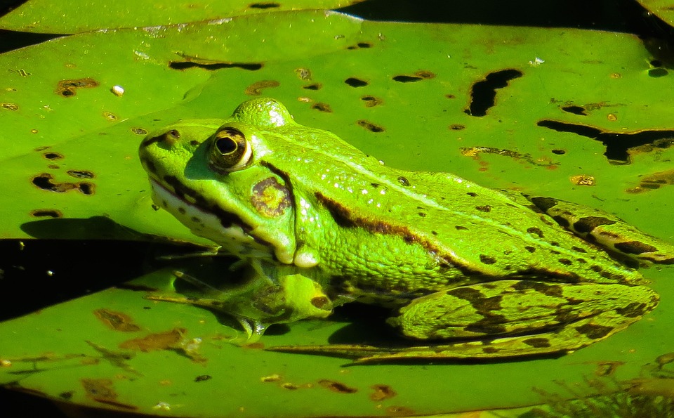 Animal Nature Frog - Free photo on Pixabay - Pixabay