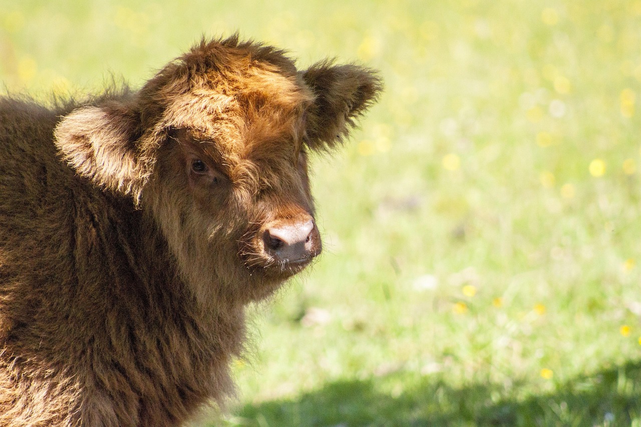 Vache Nature Cultiver - Photo gratuite sur Pixabay