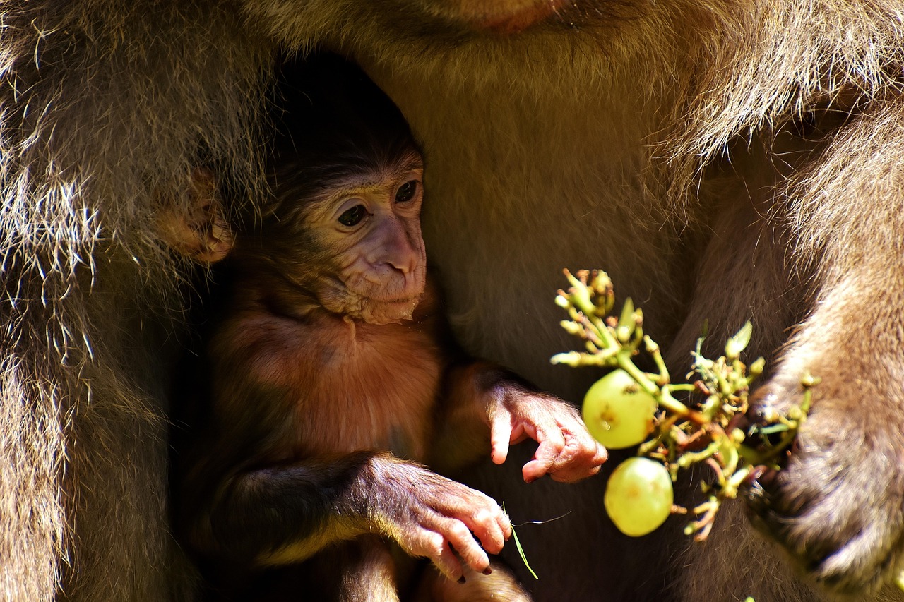 Babyaffe Berberaffe Bedrohte - Kostenloses Foto auf Pixabay - Pixabay