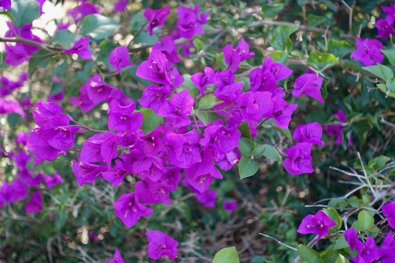 Bugenwilla Magnifica Australia - Darmowe zdjęcie na Pixabay - Pixabay