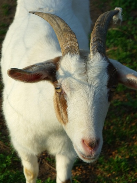 Chèvre Klaxon Animal - Photo gratuite sur Pixabay - Pixabay