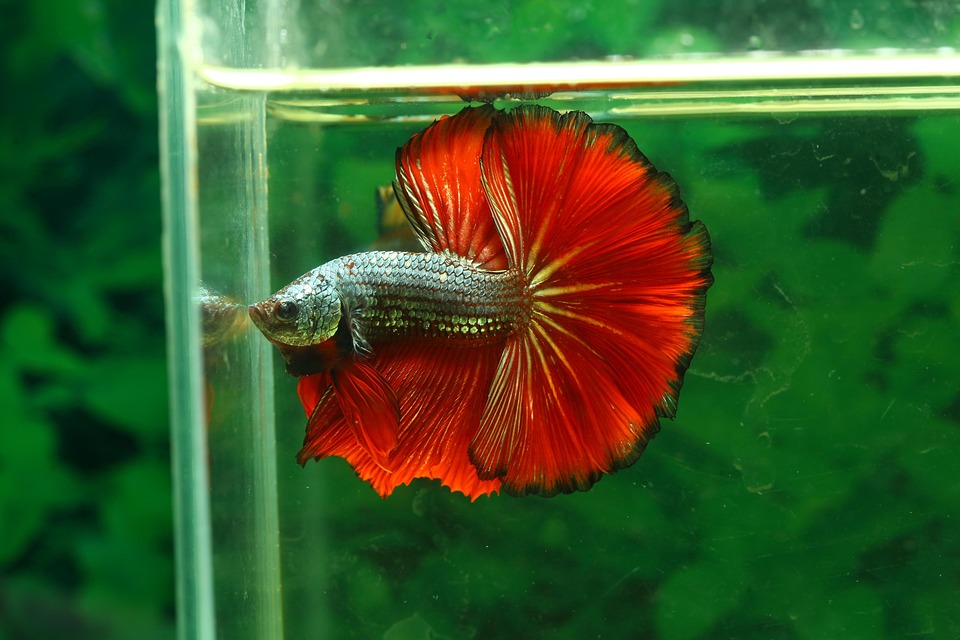Betta Fish - Free photo on Pixabay - Pixabay
