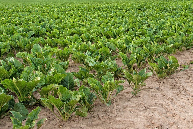 Field Cabbage Stone - Free photo on Pixabay