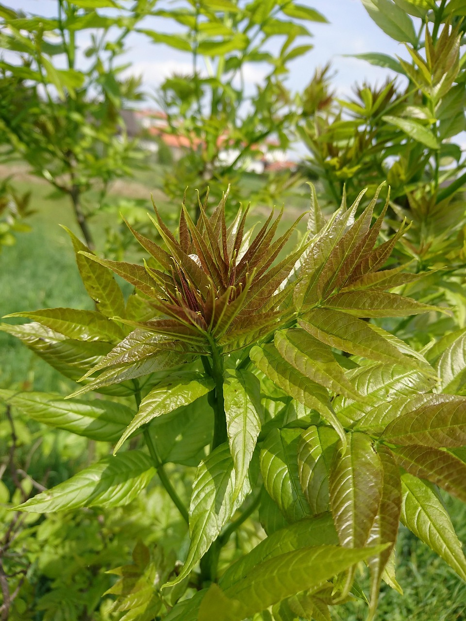 Ailanthus Altissima Götterbaum - Kostenloses Foto auf Pixabay - Pixabay