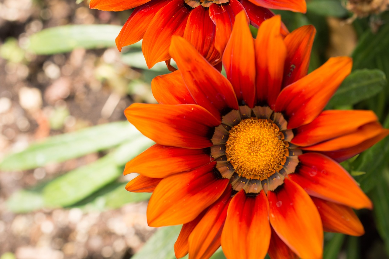 Flower Blossom Bloom - Free photo on Pixabay - Pixabay