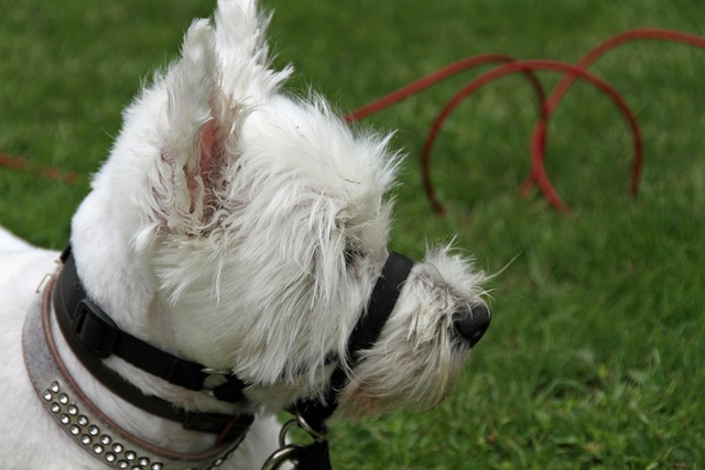 30+ Free Scottish Terrier & Dog Images - Pixabay