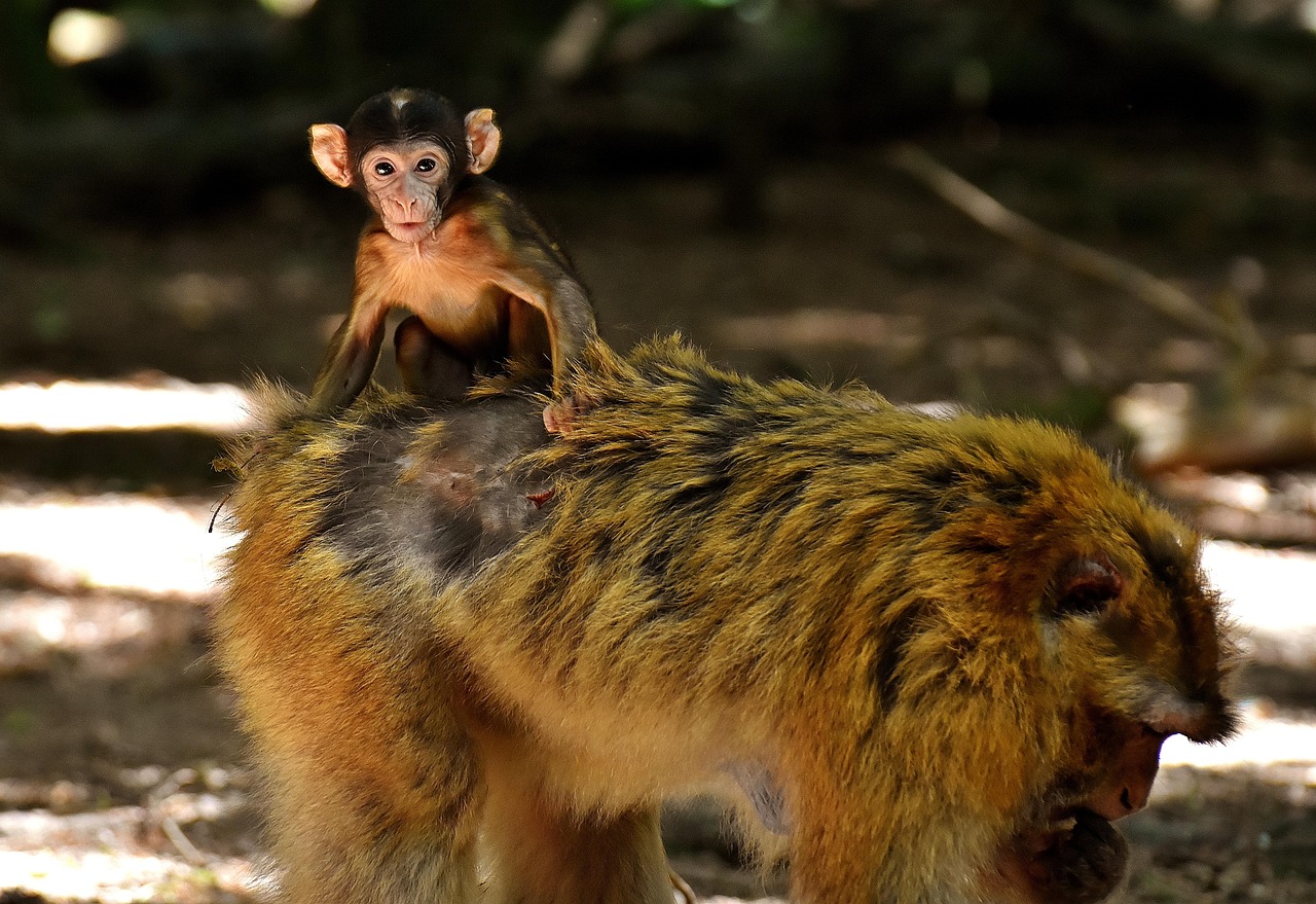 Macaquinho Macaco Barbary Espécies - Foto gratuita no Pixabay - Pixabay