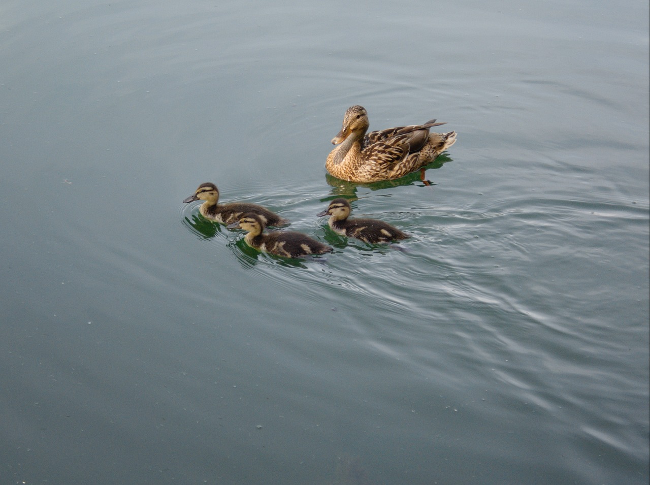 Ducklings Chick Mallard - Free photo on Pixabay - Pixabay