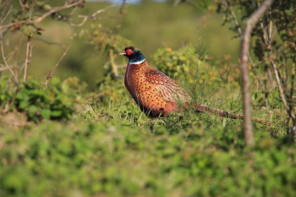 Pheasant Bird Wildlife - Free photo on Pixabay