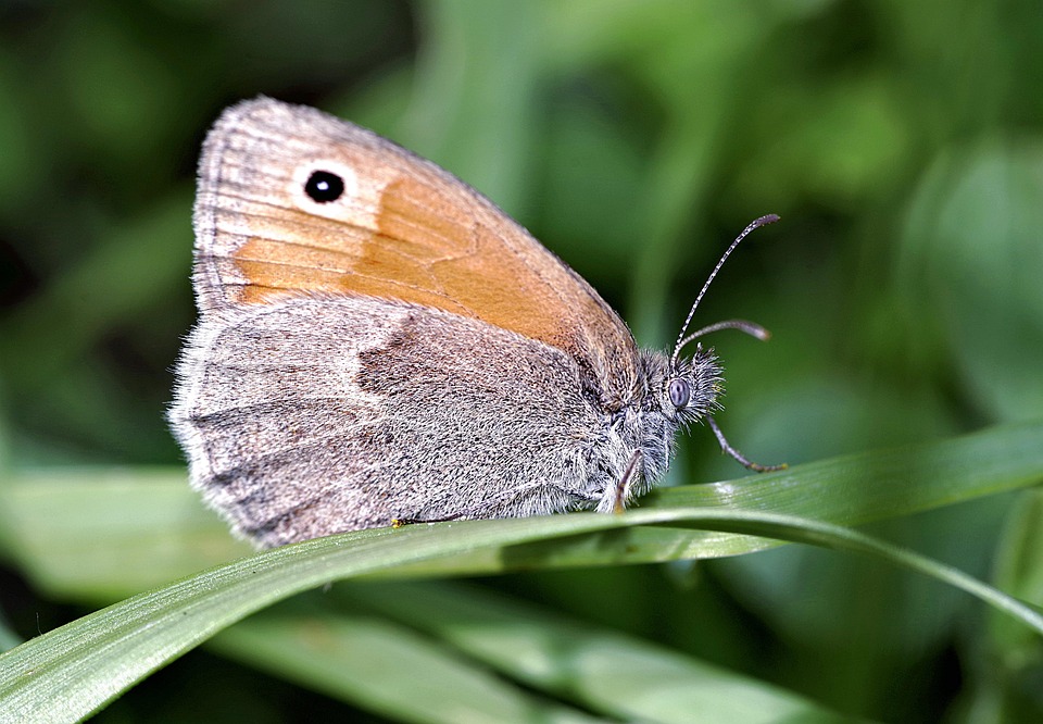 Butterfly The Head Of Closeup - Free photo on Pixabay - Pixabay