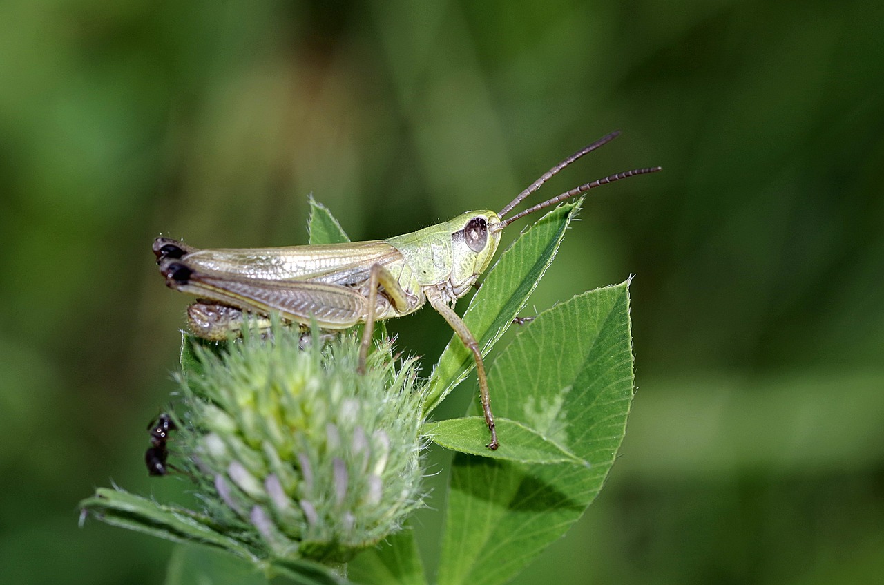 Saltamontes Verde Insecto - Foto gratis en Pixabay