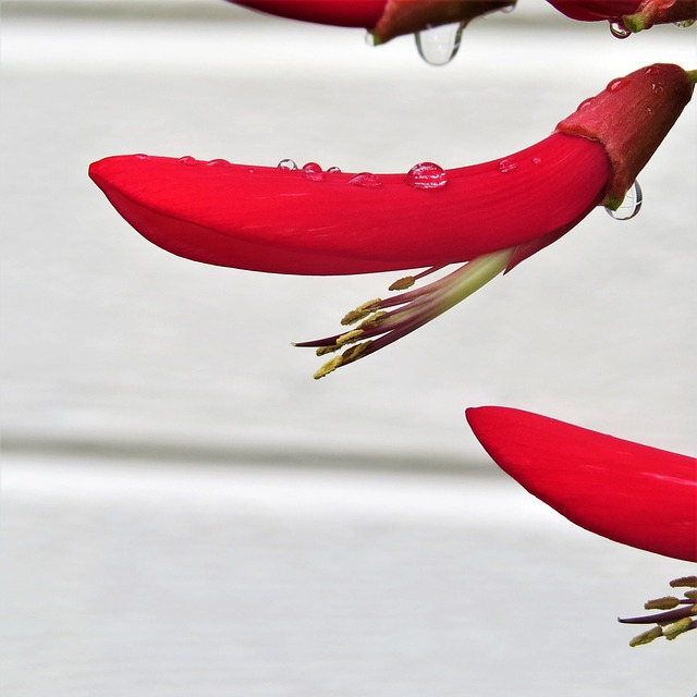 200+ Free Firecrackers & Fireworks Images - Pixabay