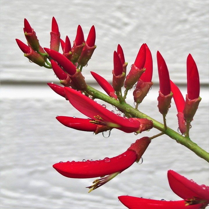 Red Flower Firecracker - Free photo on Pixabay - Pixabay