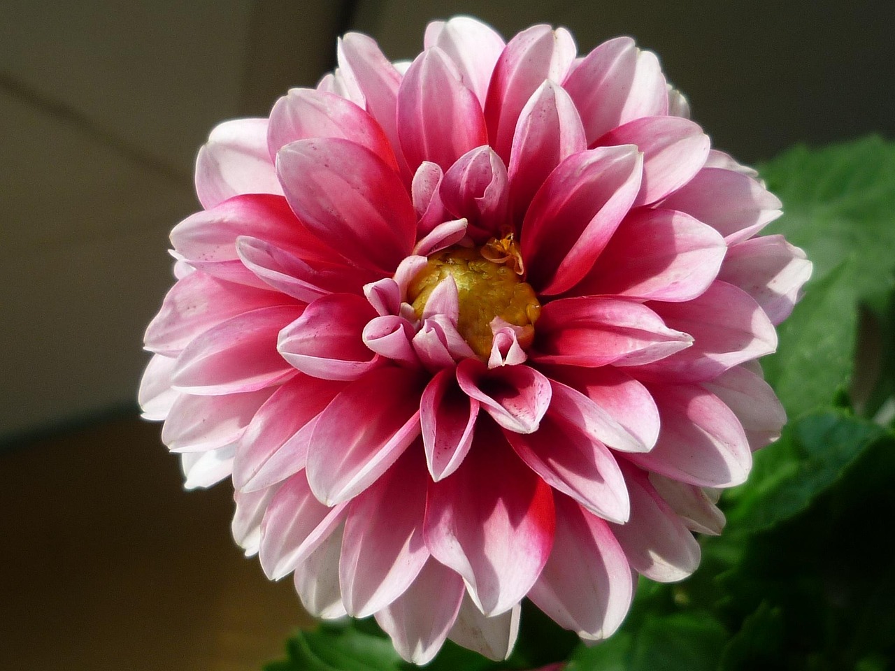 Dahlia Berbunga Bunga - Foto gratis di Pixabay - Pixabay