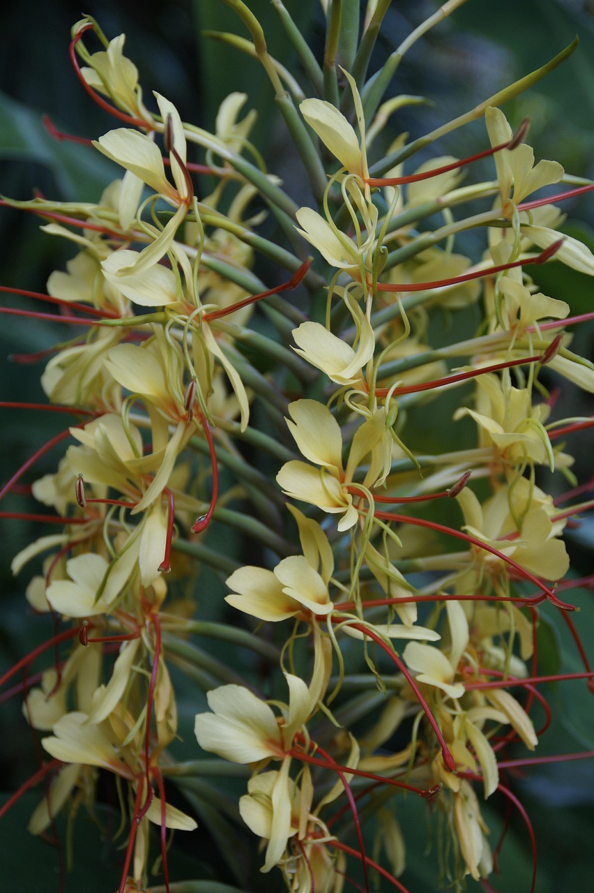Yellow Flowers Exotic - Free photo on Pixabay - Pixabay