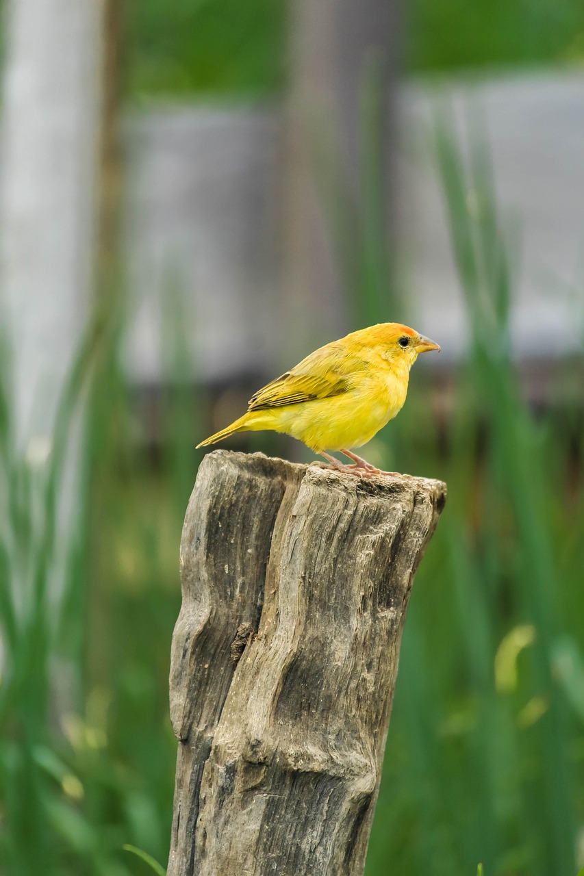 30,000+ Free Canary Bird & Nature Images - Pixabay